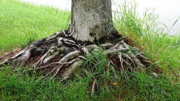 What Are Girdling Roots? | Abbott Tree Care Professionals