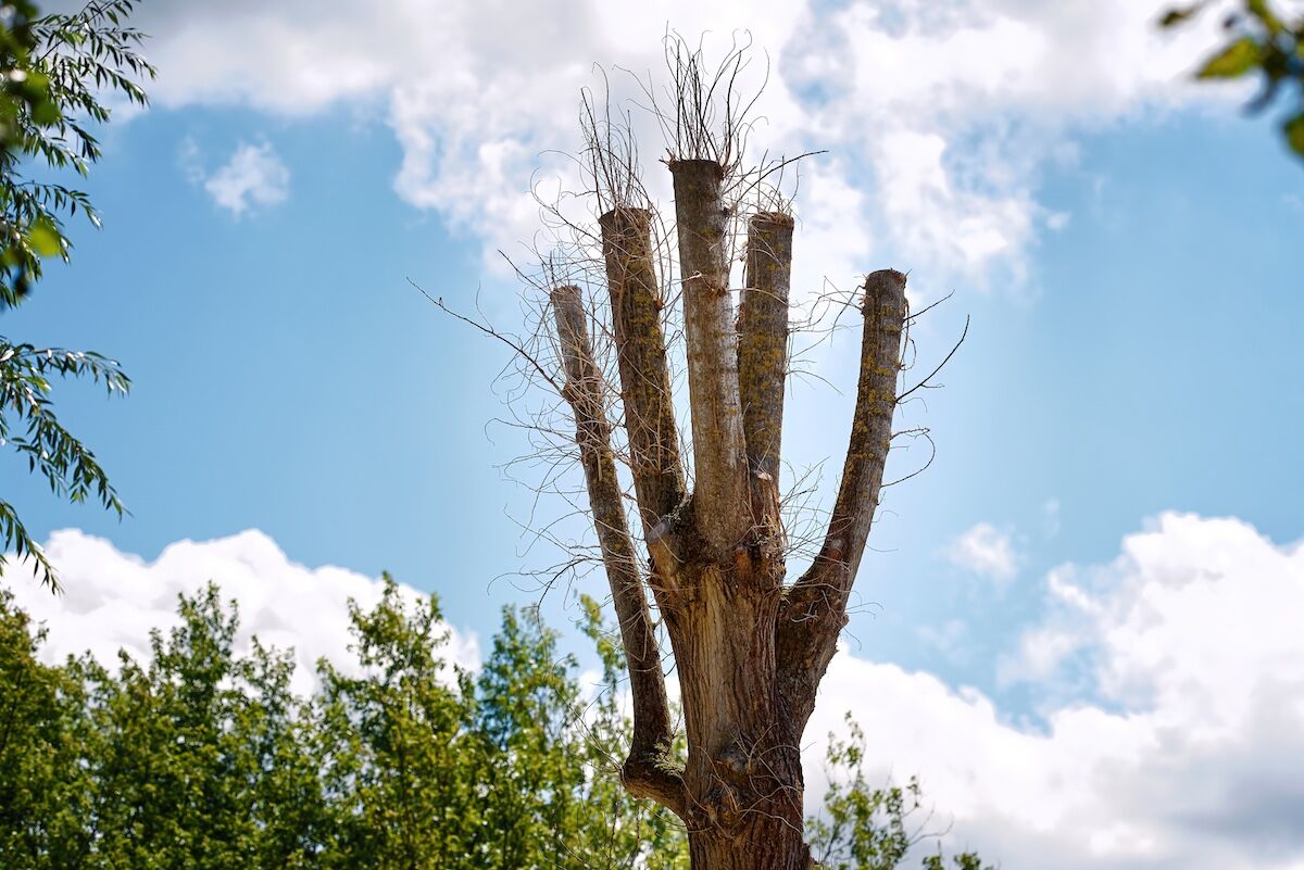 Why Tree Topping Is Harmful | Abbott Tree Care Professionals