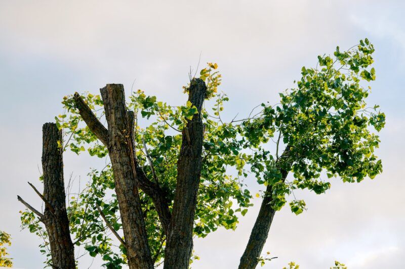 Why Tree Topping Is Harmful | Abbott Tree Care Professionals
